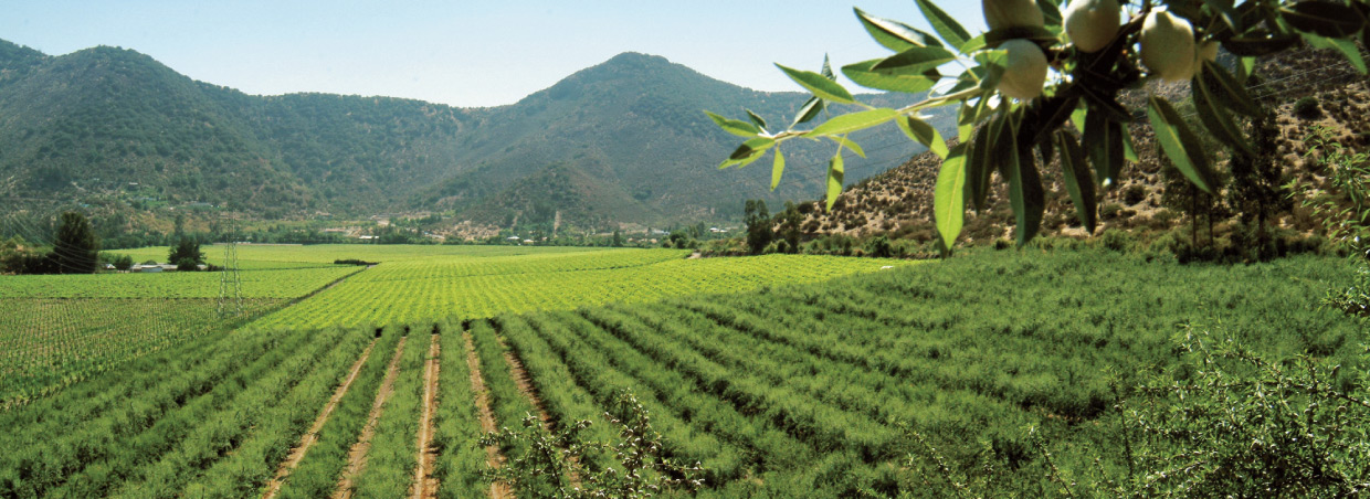 Pacific Nut – Somos Agricultores, Procesadores y Exportadores